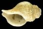 Abyssotrophon convexus