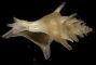 Actinotrophon actinophorus
