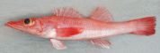 Family: Pataecidae (Australian prowfishes)