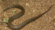 afronatrix anoscopus african brown water snake