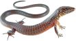 Gorgona Shade Lizard
