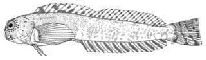 Alloblennius anuchalis