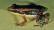 Allobates insperatus