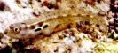 Alloblennius pictus