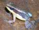 Allobates pittieri
