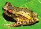 Family: Alsodidae (Spiny-chest Frogs)