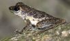 Amolops australis