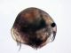 Anchistropus emarginatus