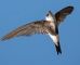 Aeronautes andecolus