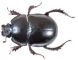 Anoplotrupes stercorosus