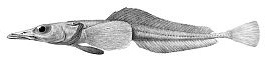 Bathydraco antarcticus