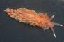 Anteaeolidiella chromosoma