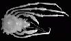 Arachnopsis filipes