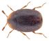 Crowsoniella relicta