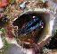 Austromegabalanus psittacus
