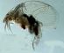 Australospilus elongatus