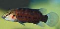 Badis blosyrus