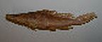 Bagrus filamentosus