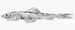 balitora meridionalis unspecified
