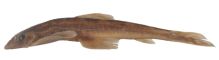 balitora elongata unspecified