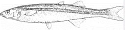 Basilichthys australis