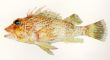 Neosebastes nigropunctatus