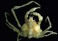 Batrachonotus fragosus