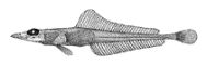 Bathydraco joannae