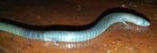 Bachia blairi