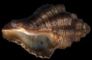 Benthoxystus petterdi