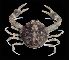 Bellidilia laevis