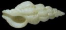 Boreotrophon multicostatus
