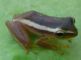 Chiromantis vittatus