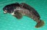 Notothenia coriiceps