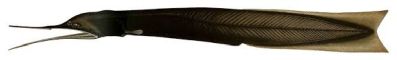 Bobtail eel