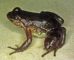 Hyloxalus bocagei