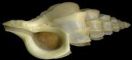 Boreotrophon multicostatus