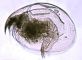 Bryospilus repens