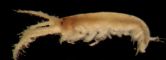 Bubocorophium macropalpus