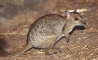 Petrogale burbidgei