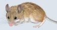 Calomyscus baluchi