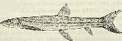 Cameroon shell-ear fish