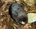 Chrysochloris asiatica