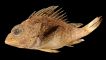 Neosebastes capricornis