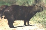 Hydrochoerus hydrochaeris