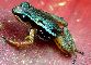 Hyloxalus delatorreae