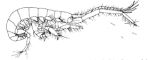 Centraloecetes kroyeranus