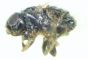 Acelyphus repletus