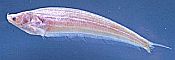 Ceratoglanis scleronema