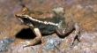 Colostethus fugax